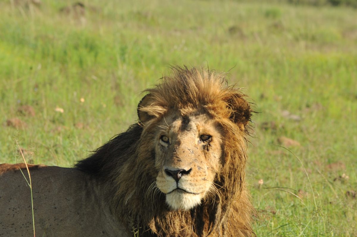 Mara Predator Conservation Programme – Conserving Predators in the ...
