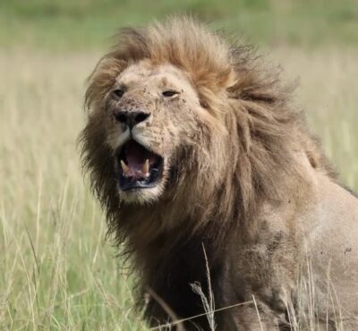 A Legacy Challenged and an Interesting Affair – Mara Predator ...